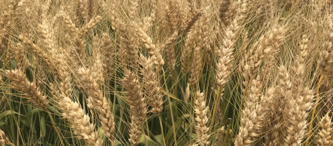 trigo | Facultad de Ciencias Agrarias y Alimentarias