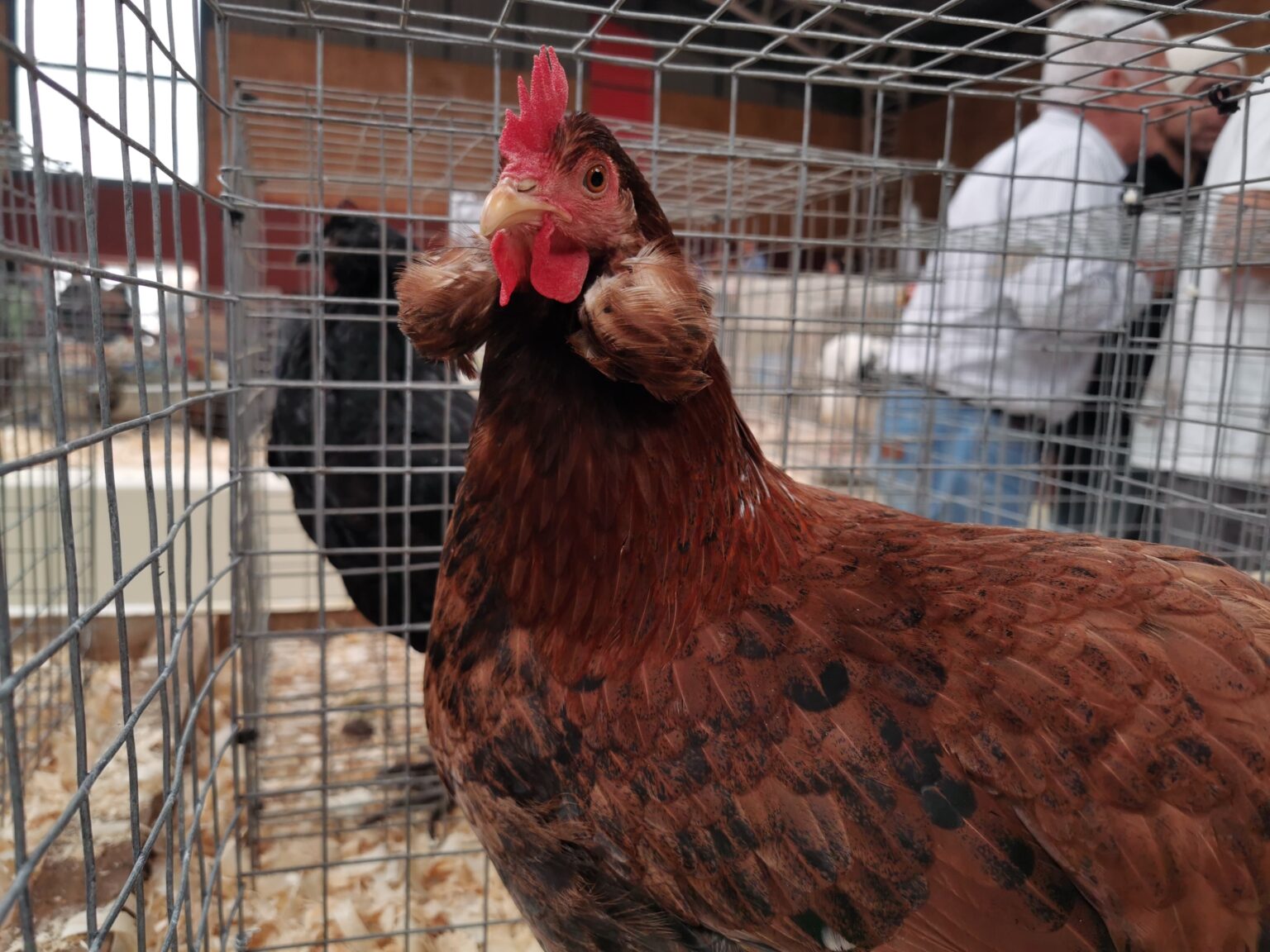 Puesta en valor y conservación de la gallina Mapuche a través del ...