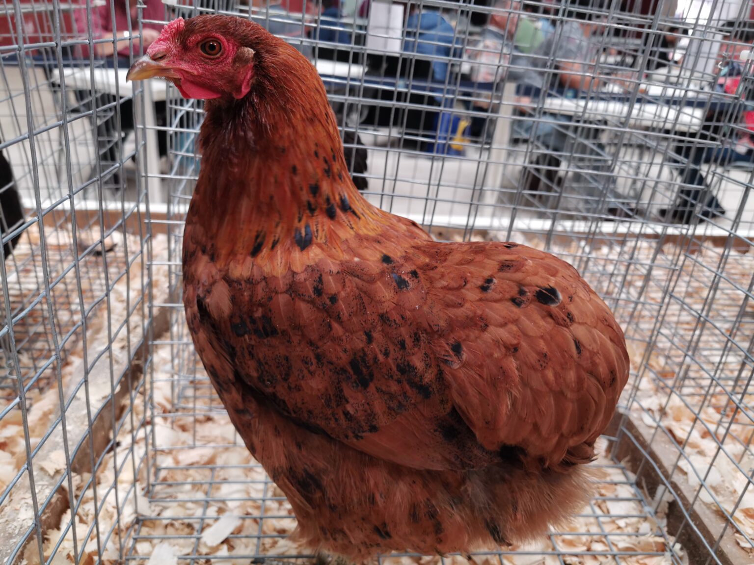 Puesta en valor y conservación de la gallina Mapuche a través del ...